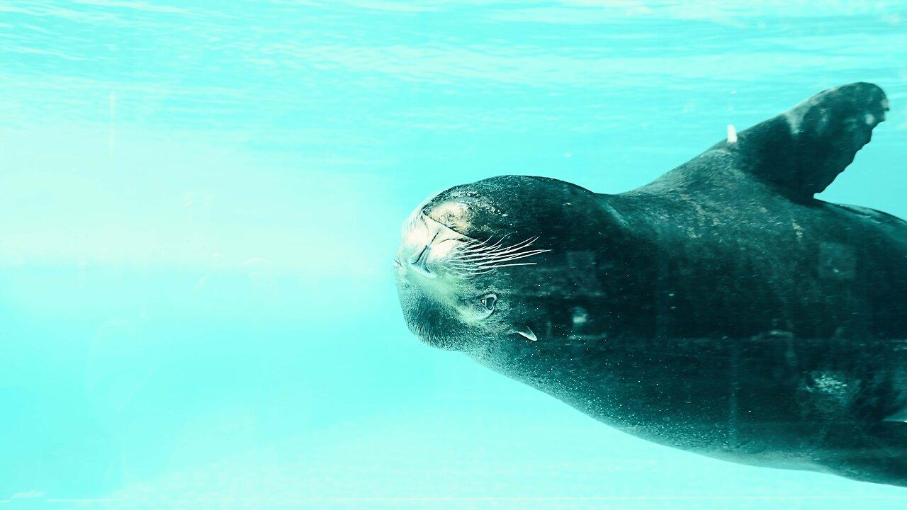 Seal Swimming Underwater Video - One News Page VIDEO