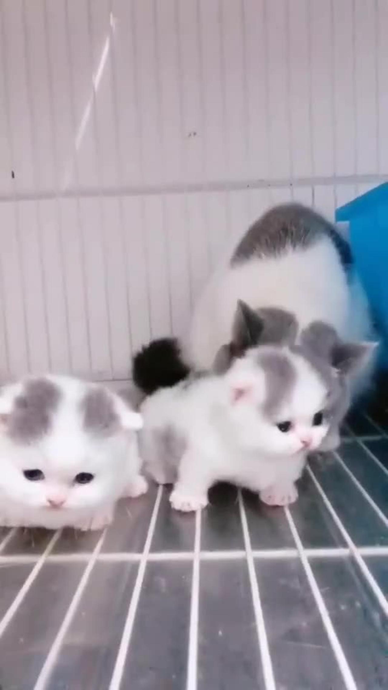 Sooooooo Cute and Sooooo Adorable - The Cutest - One News Page VIDEO