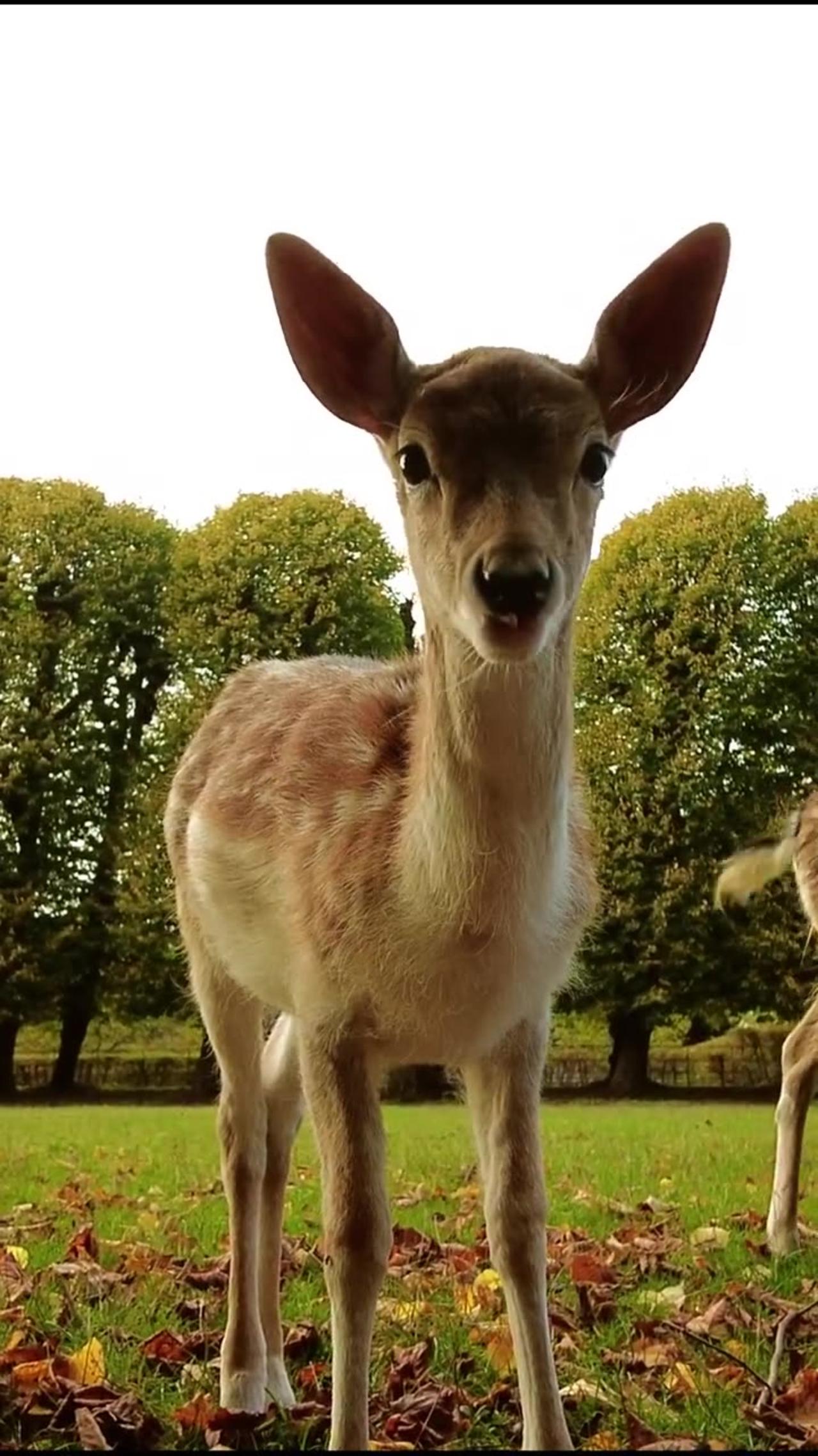 Baby Deer - One News Page VIDEO