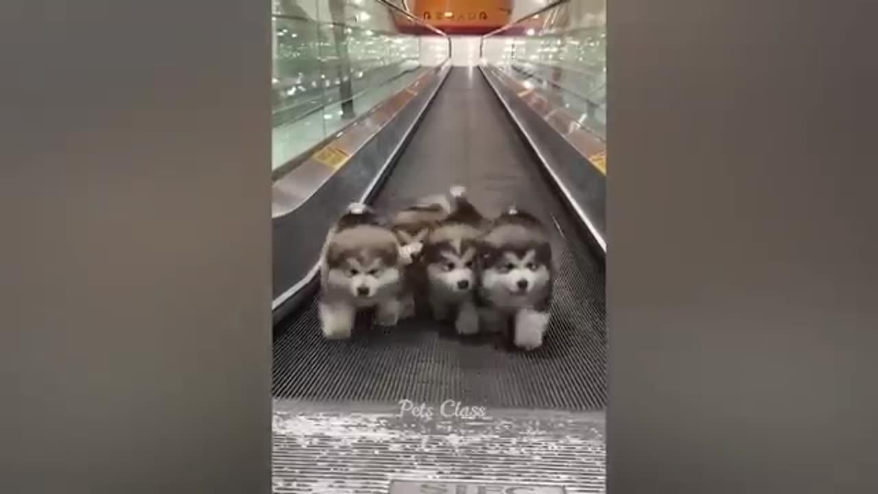 Funniest Animals 2023 😂 Funny Cats and Dogs - One News Page VIDEO