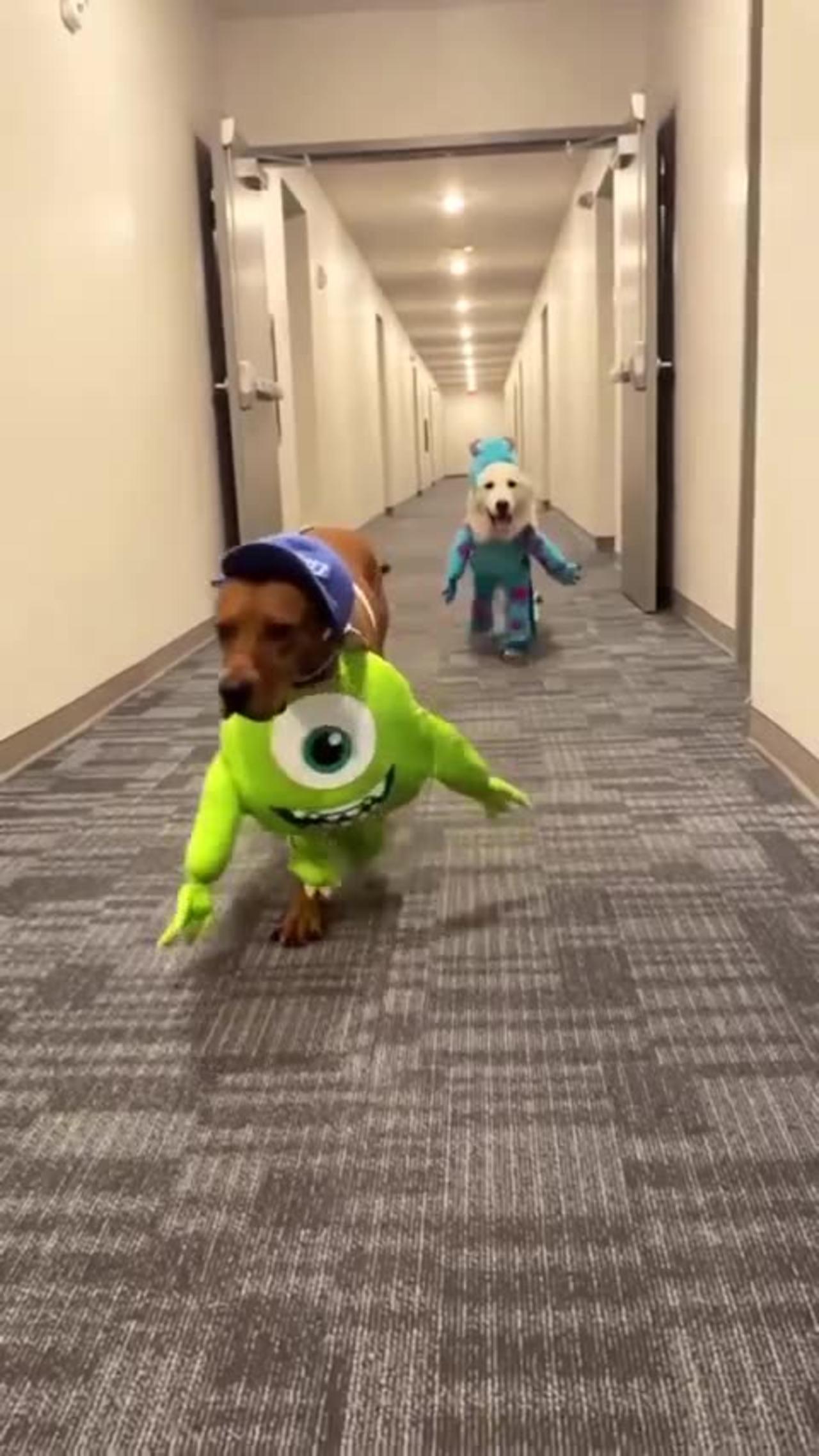 Life is better with a furry friend by your side! - One News Page VIDEO