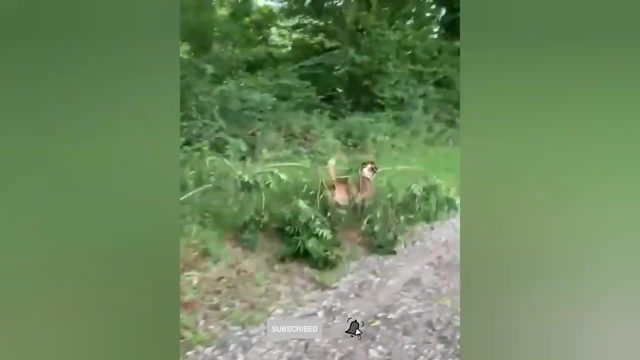 Cute and funny dogs video - One News Page VIDEO