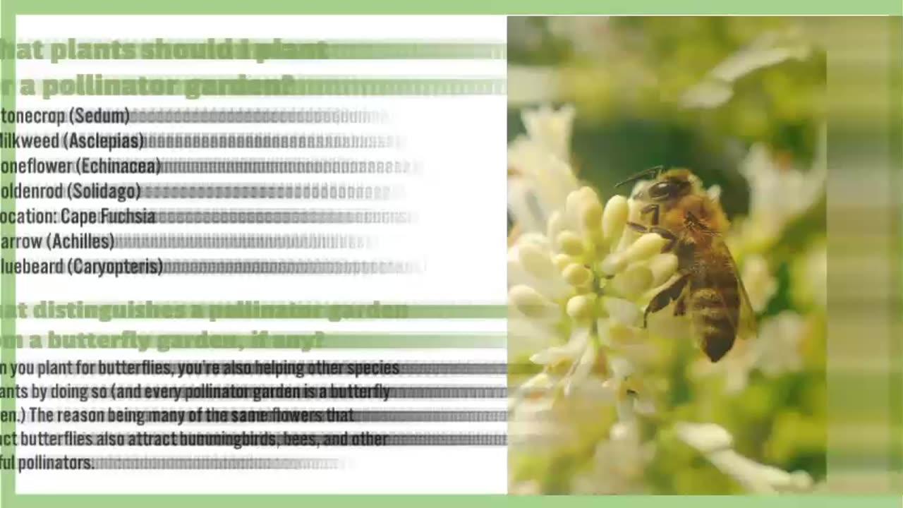 How to Prepare a Pollinator Garden - One News Page VIDEO