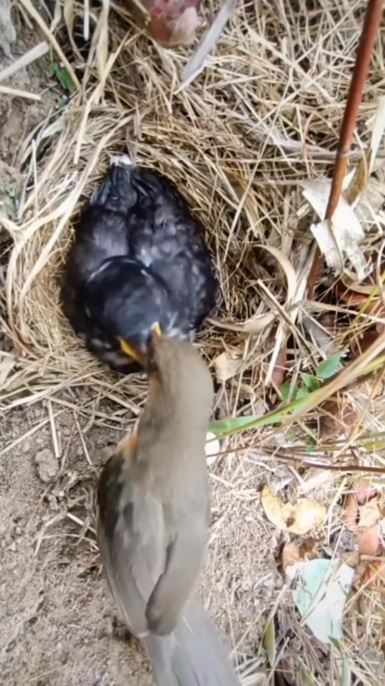 Male bird flirting with a female bird in the - One News Page VIDEO