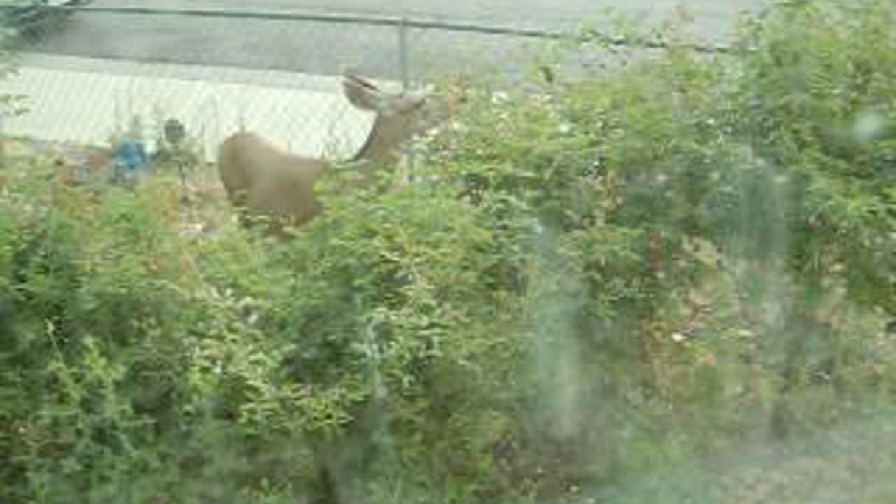 Doe eating roses. - One News Page VIDEO