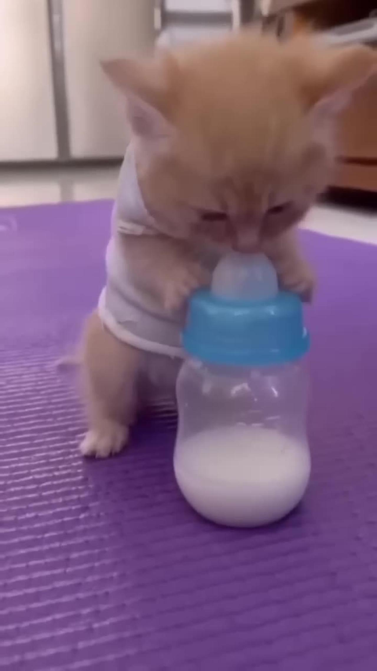 Cat has priceless reaction after spotting a bird - One News Page VIDEO