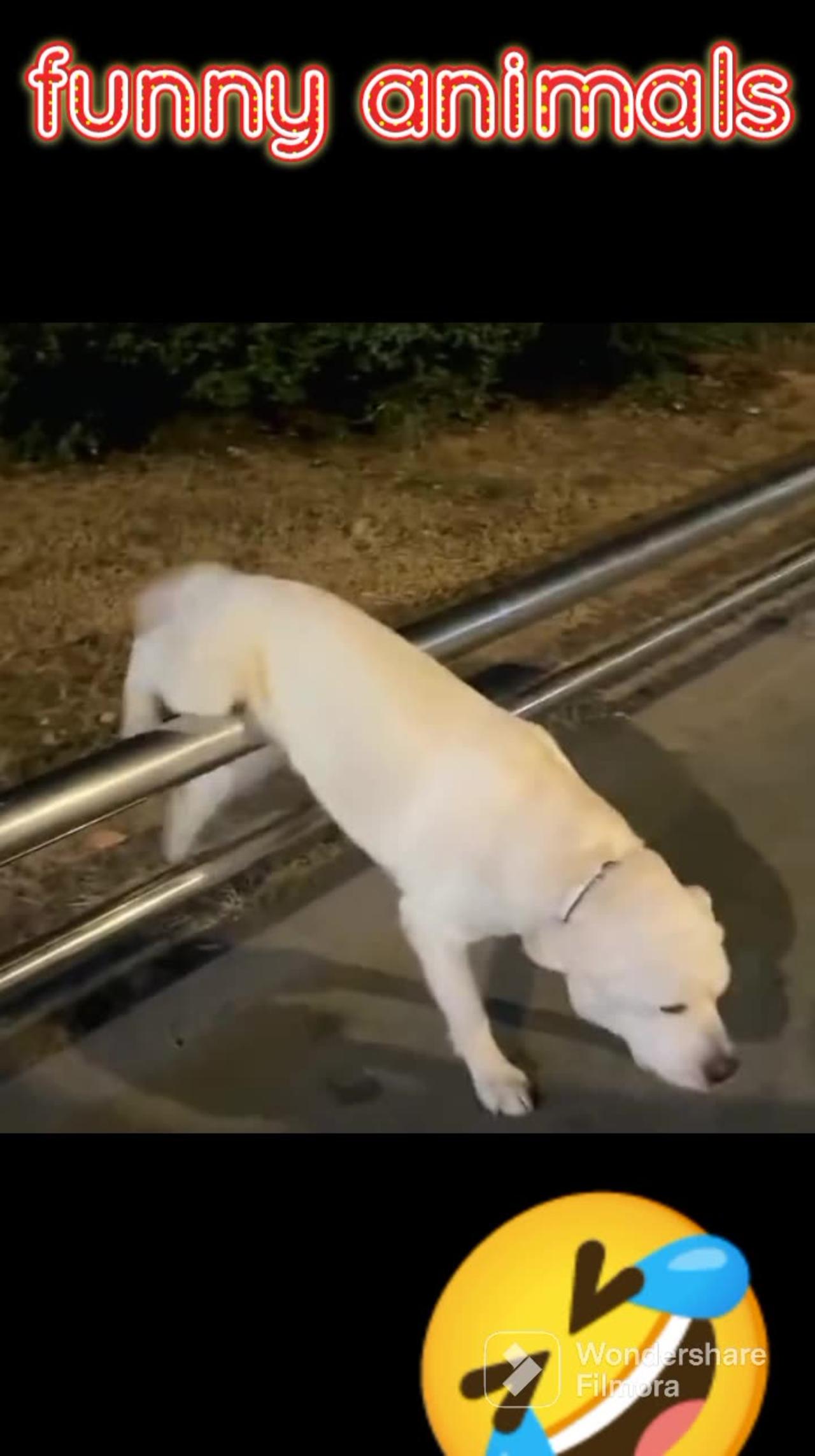 FUNNY ANIMAL COMPILATION - One News Page VIDEO