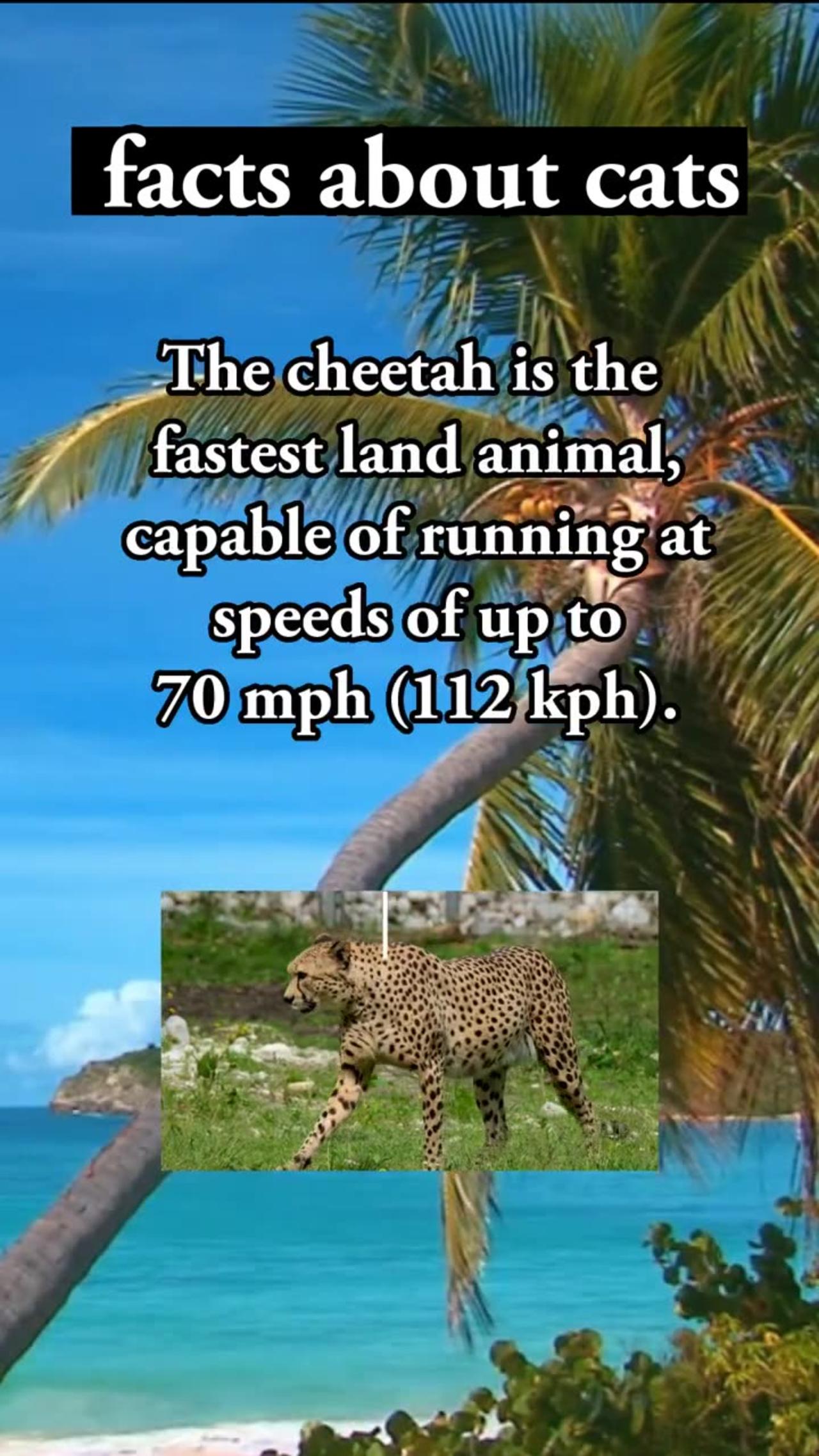 fun-facts-about-whales-cats-and-birds-one-news-page-video