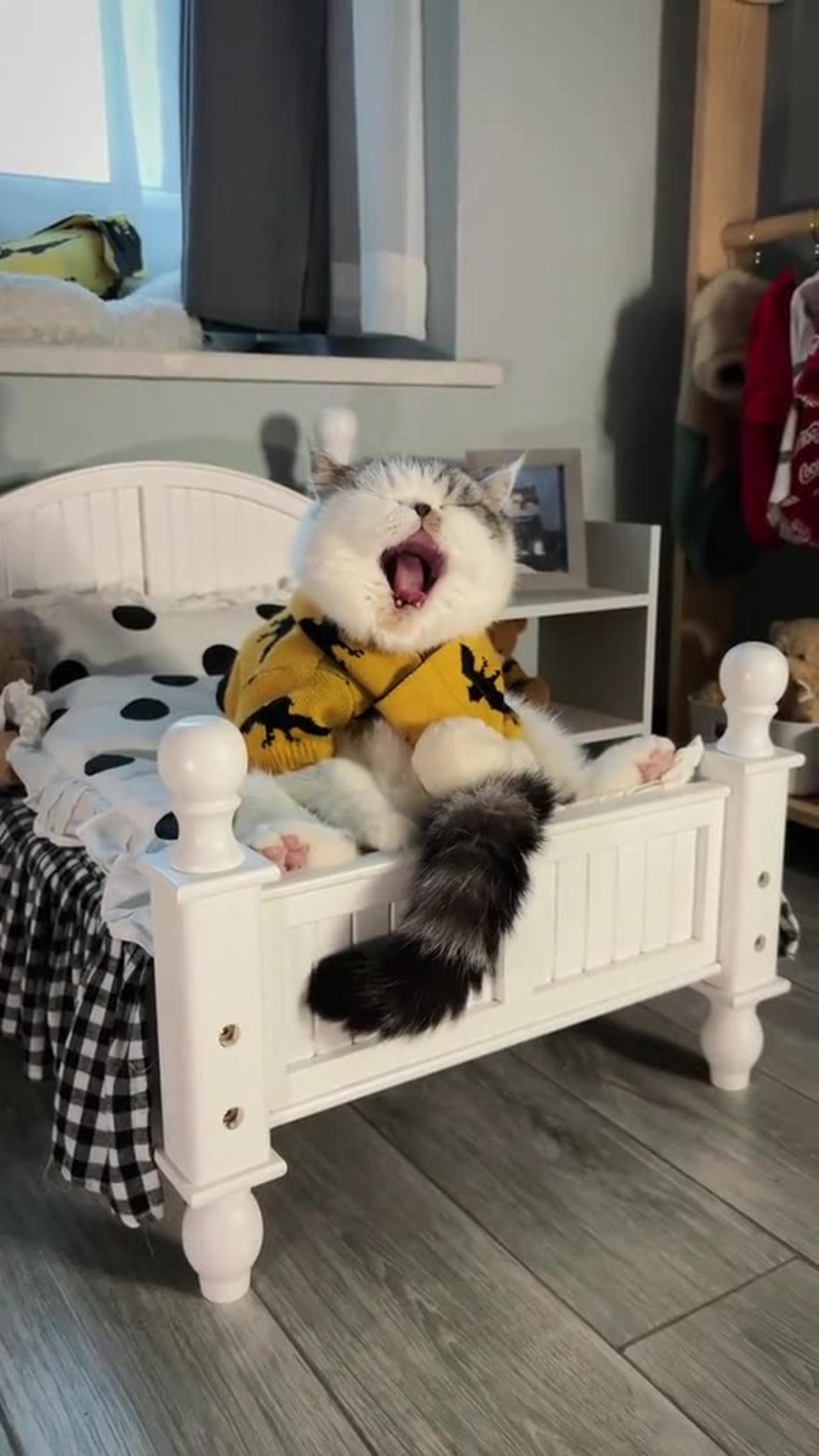 Cute and funny cat video. - One News Page VIDEO