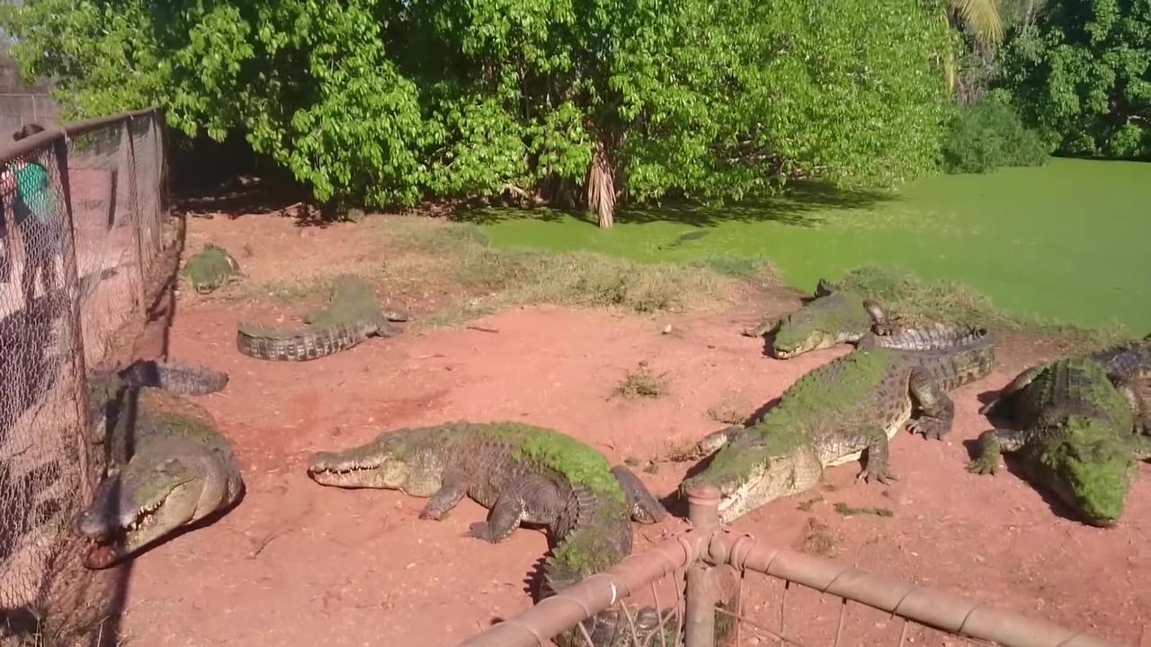 Crocodile bites foot off another crocodile - One News Page VIDEO