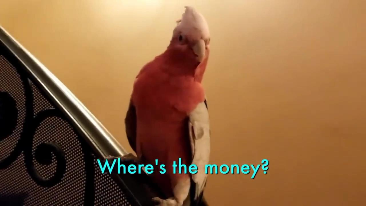 My Angry Dive Bombing Cockatoo Waits For The - One News Page VIDEO