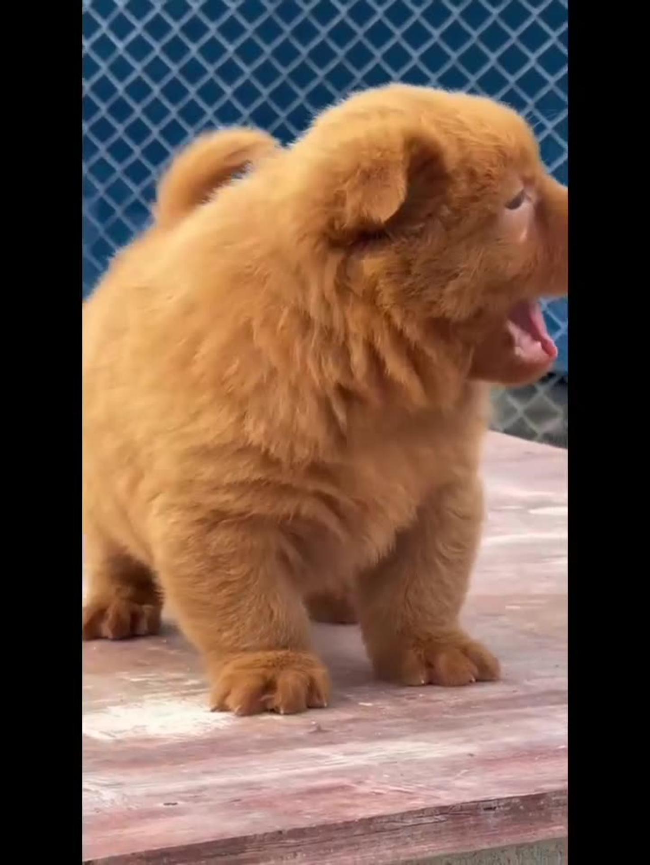 cute puppies - One News Page VIDEO