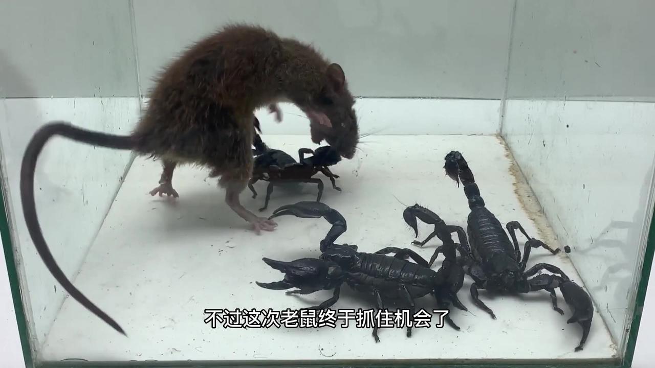 Two rainforest scorpions - One News Page VIDEO