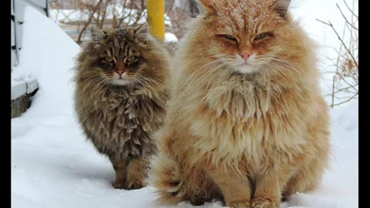 Top 10 most amazing & beautiful cats of - One News Page VIDEO