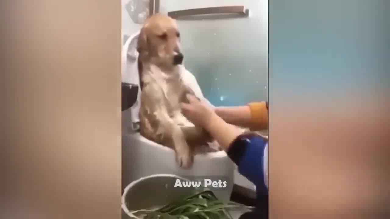 Cats and dogs that are the funniest animals in - One News Page VIDEO