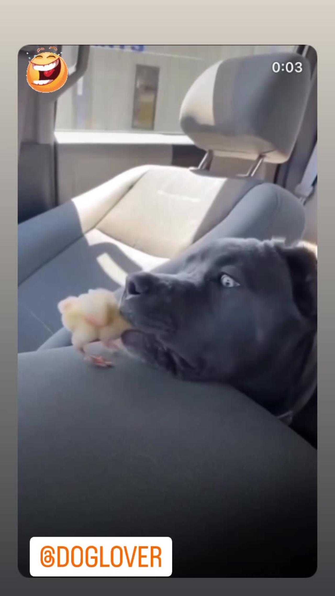 Funny dog - One News Page VIDEO