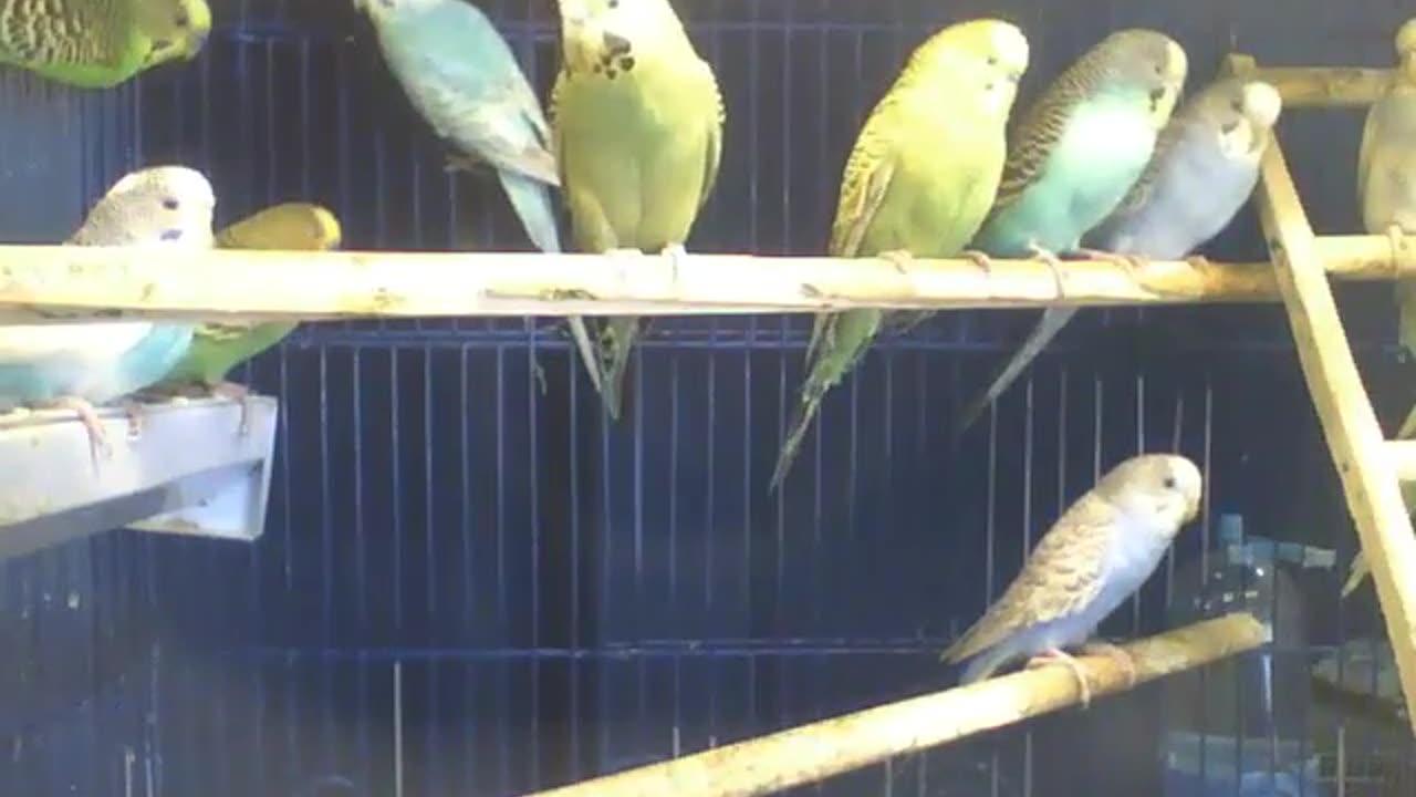 Beautiful parakeets enjoy a beautiful morning, - One News Page VIDEO
