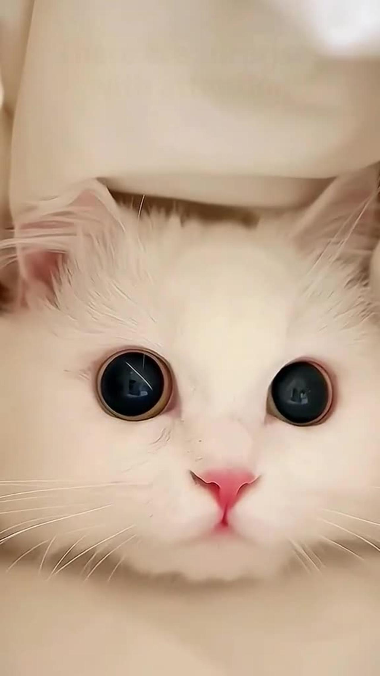 THIS CAT IS SO AWESOME - One News Page VIDEO