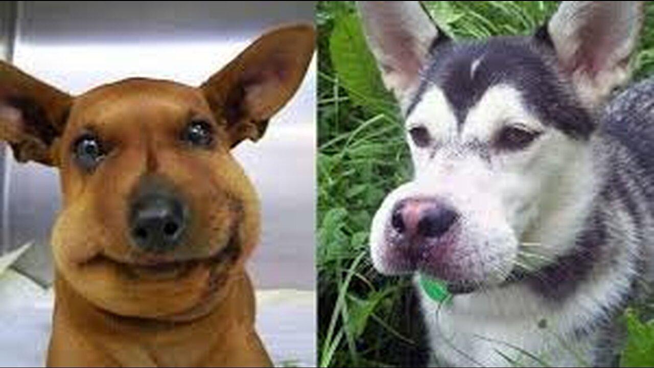 Funniest Animals Video - Funny Dogs And Cats - - One News Page VIDEO