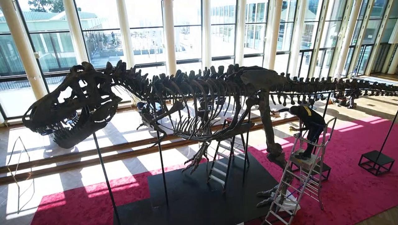 T-Rex skeleton on show in Zurich before auction - One News Page VIDEO