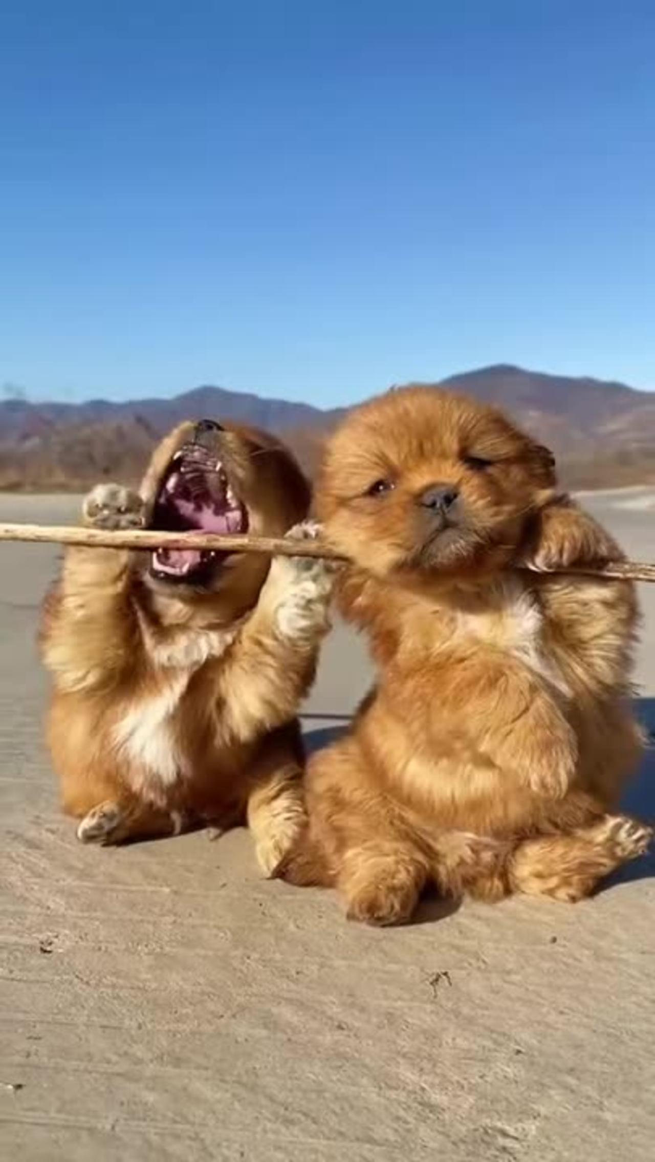 Cute and funny dog - One News Page VIDEO