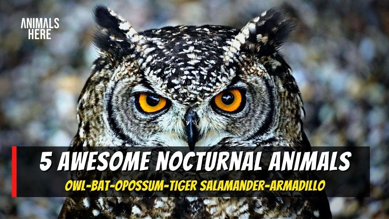 5 NOCTURNAL ANIMALS! #animals #nocturnalanimals - One News Page VIDEO