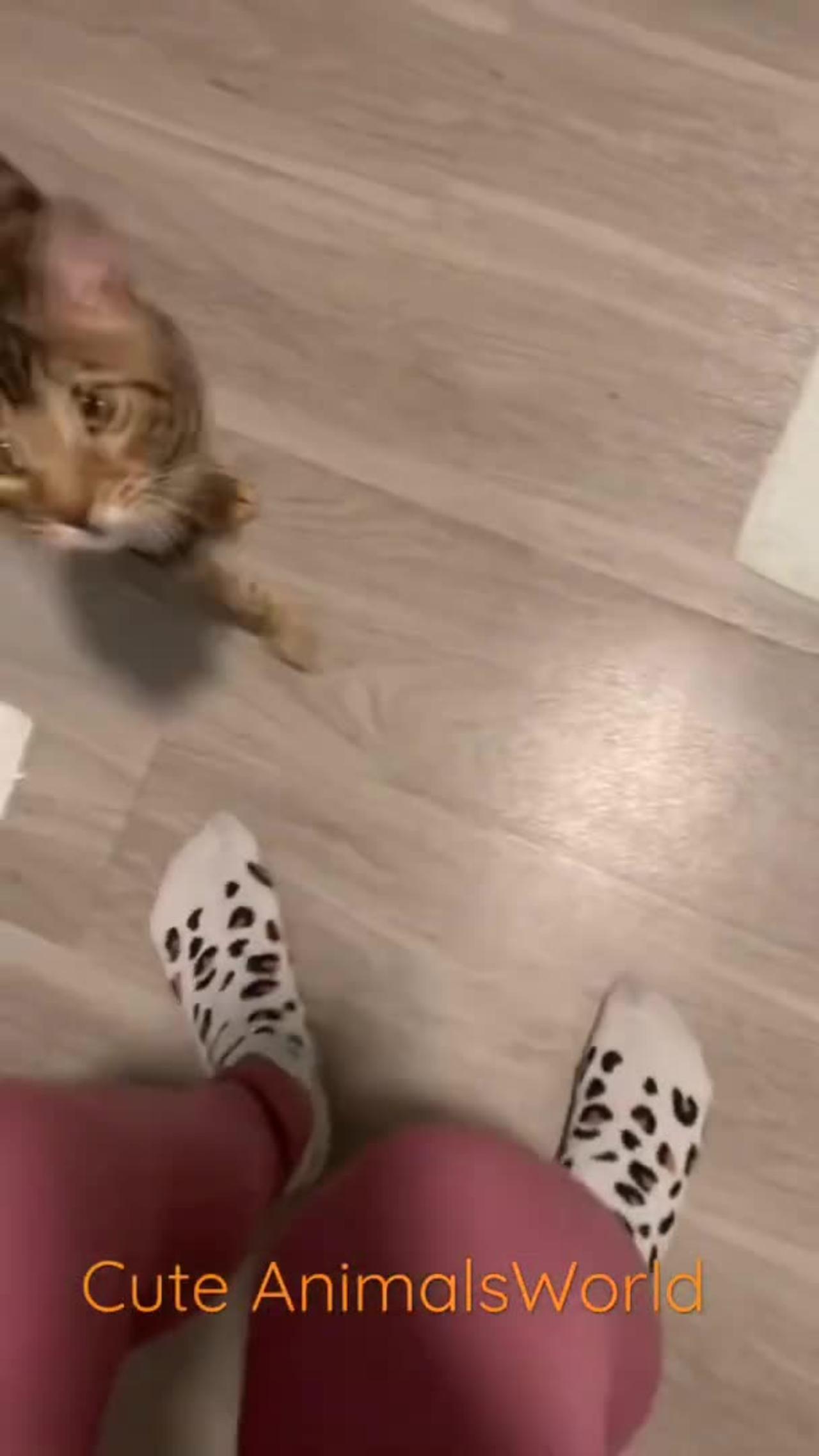Nosy cat follows owner to the toilet - One News Page VIDEO