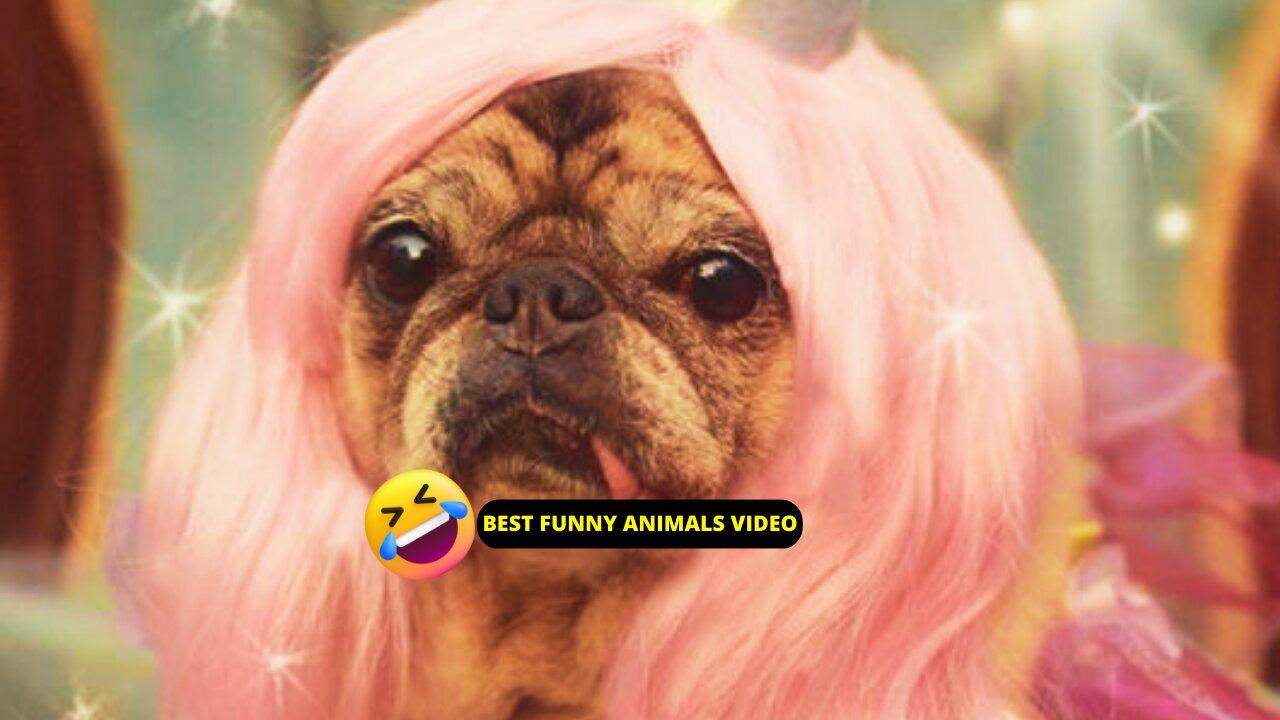 Best funniest animals video - One News Page VIDEO