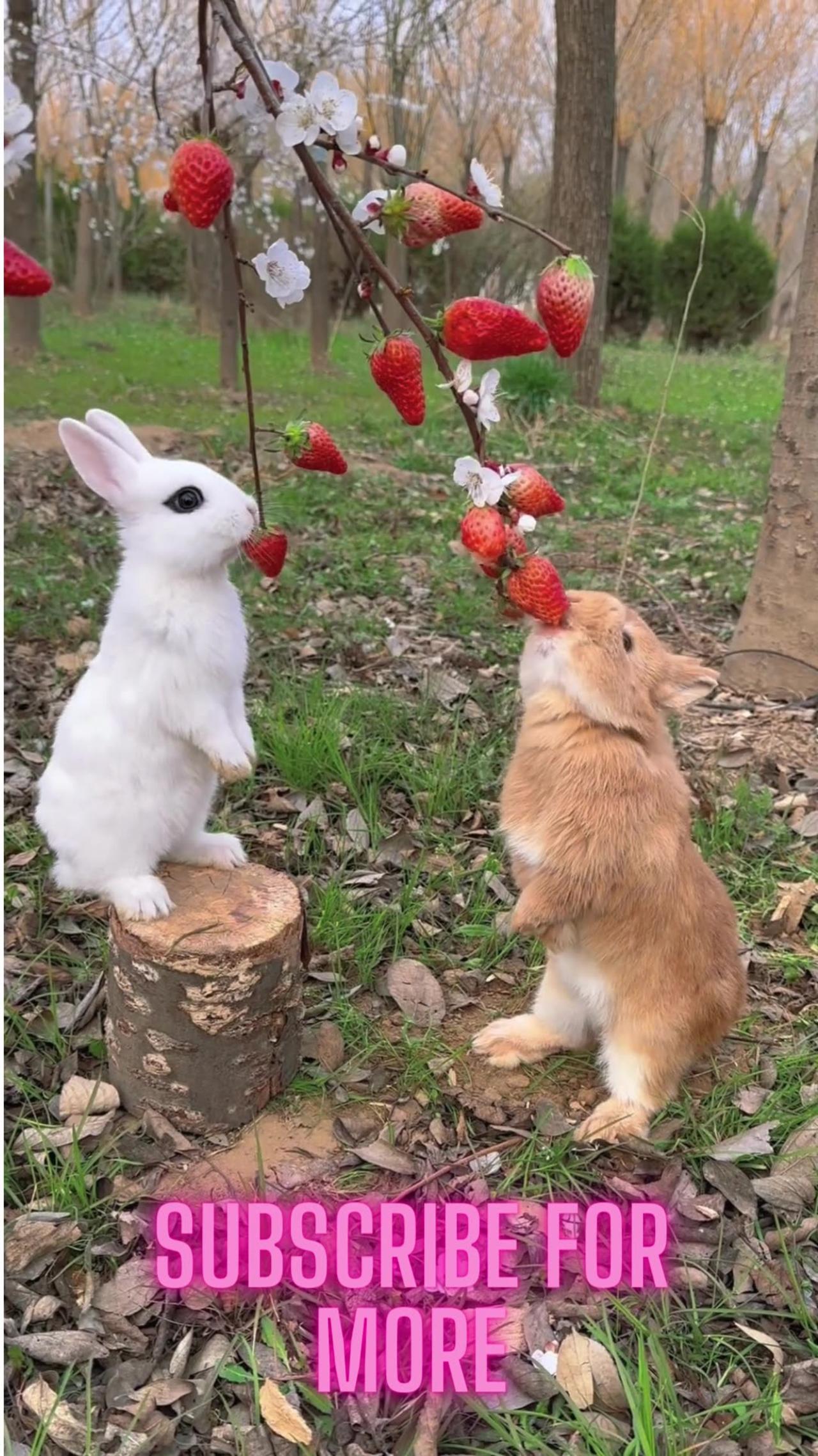 Cute Rabbits Eating Strawberries - One News Page VIDEO
