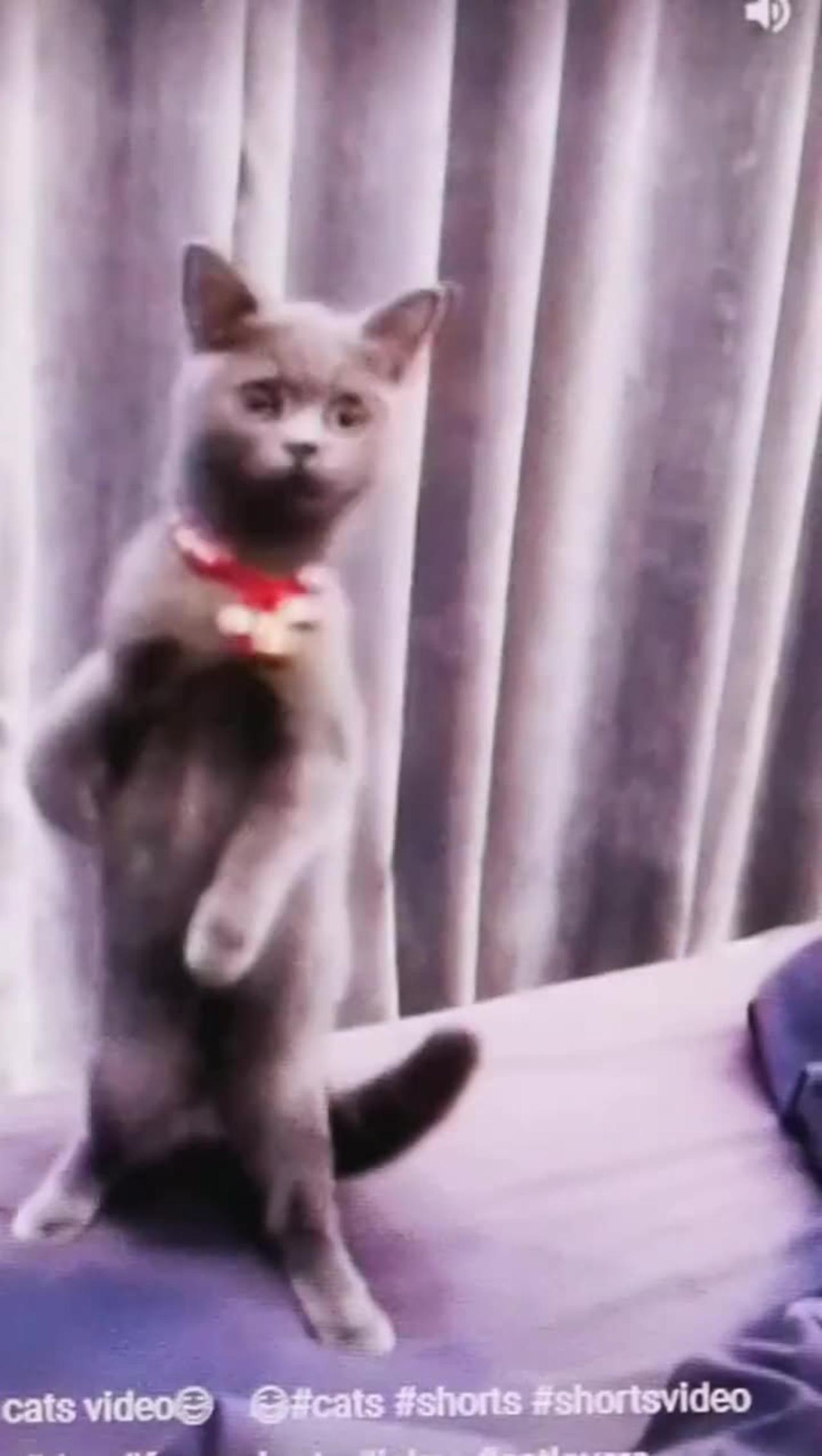 Most funniest cats video ever 😂😂 - One News Page VIDEO