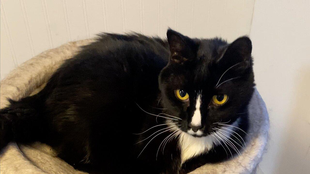 My Kitties Dexter And Wilie Hanging Out Cute - One News Page VIDEO