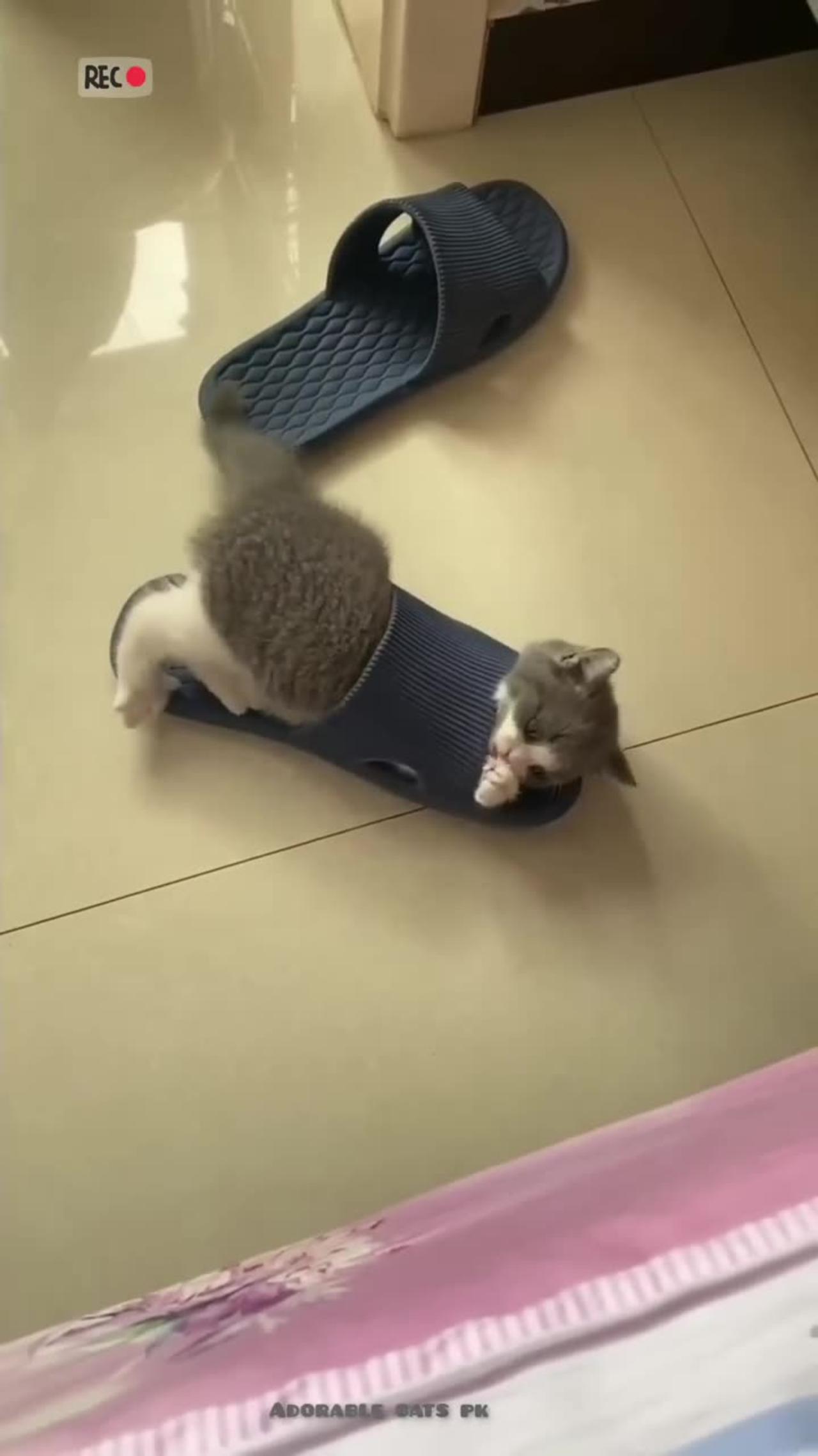 So funny cats compilation 2023 -- so funny cat - One News Page VIDEO