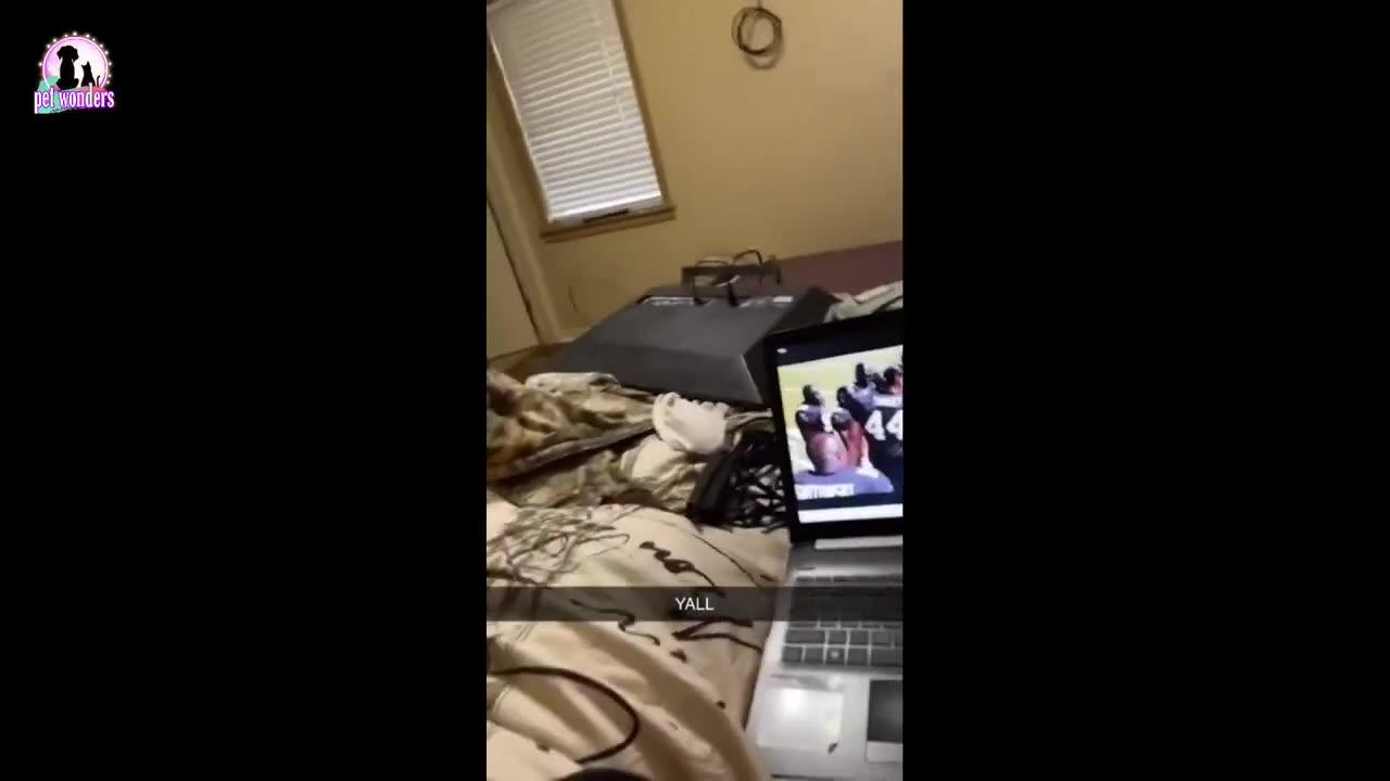 videos to distract your kids-funny animals that - One News Page VIDEO