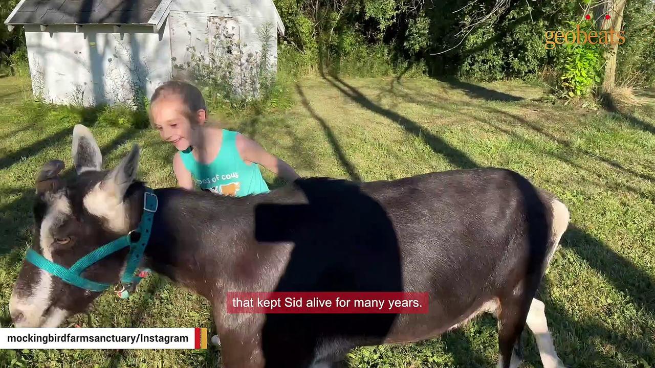 Elderly cow and goat have sweetest friendship - One News Page VIDEO