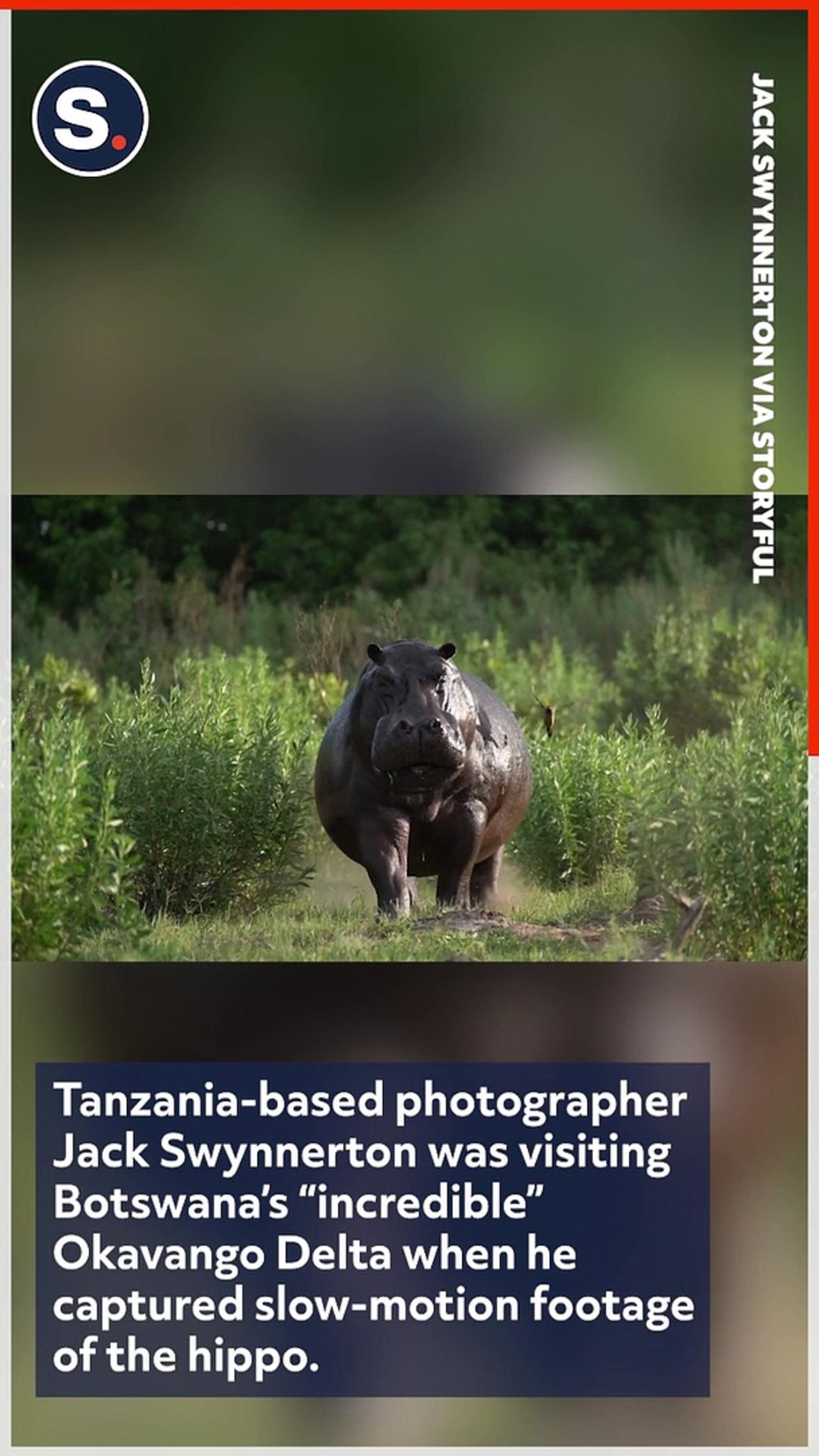 Hippo 'Shows Who's Boss' as It Stares Down - One News Page VIDEO