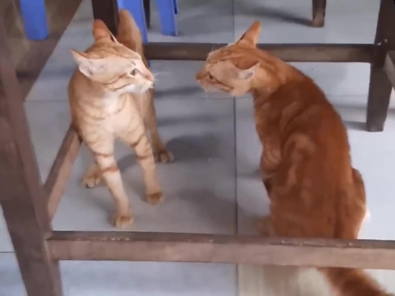 Cats fighting part 2 - One News Page VIDEO