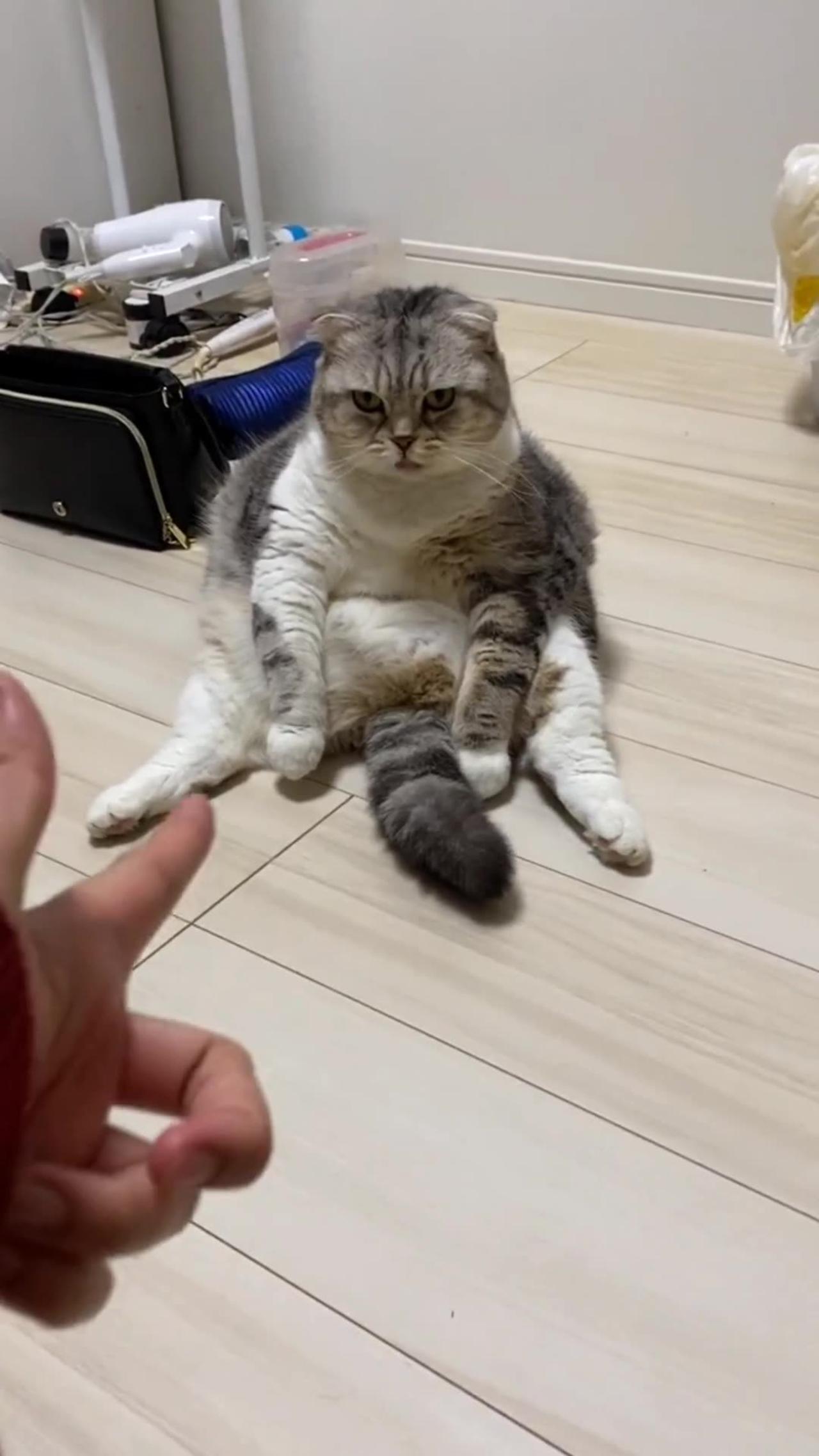 When you fire the gun on the cats then reaction - One News Page VIDEO