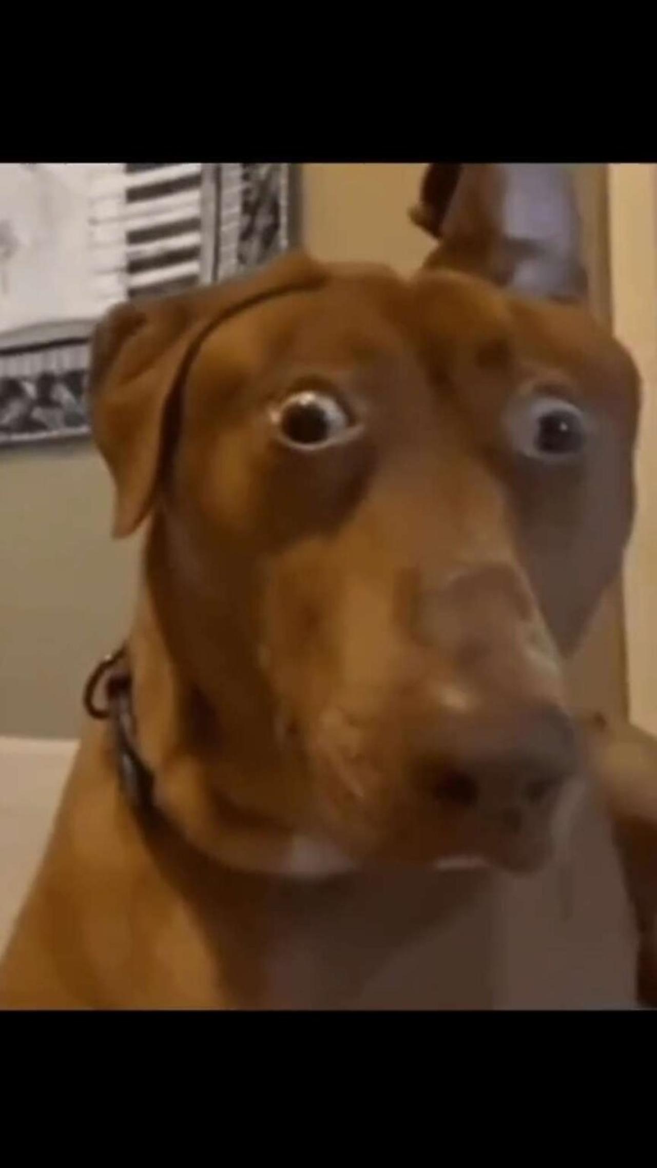 Funny animals videos - One News Page VIDEO