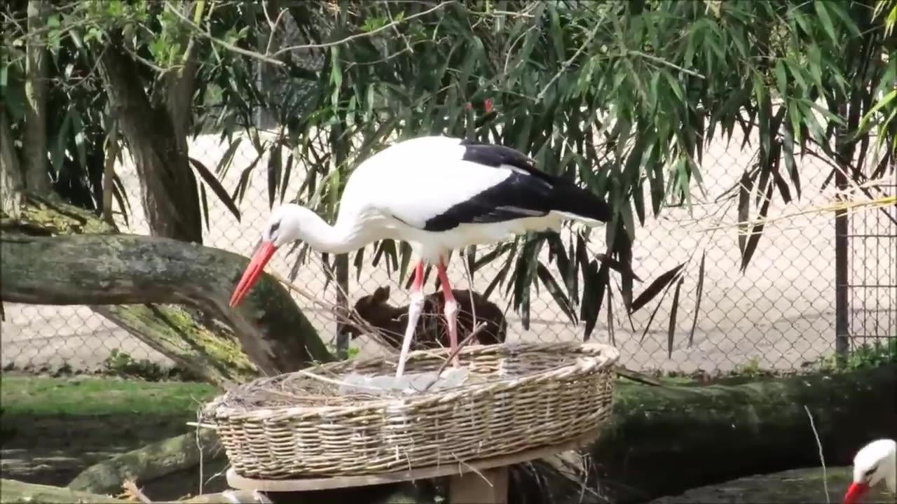 Beautiful Wading Birds and Golden Pheasants - One News Page VIDEO