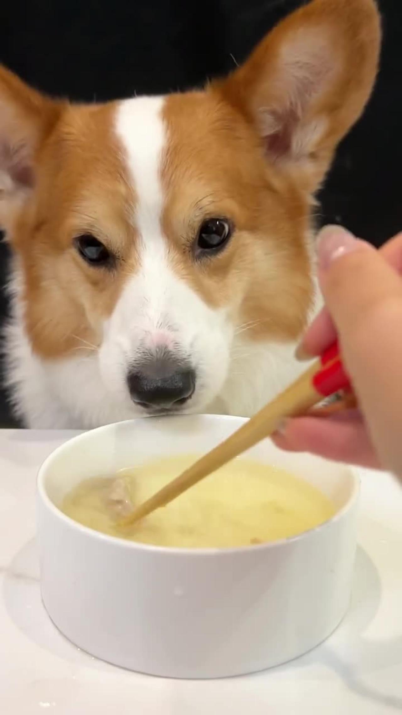Corgi is the cutest dog eating 1 (16) - One News Page VIDEO