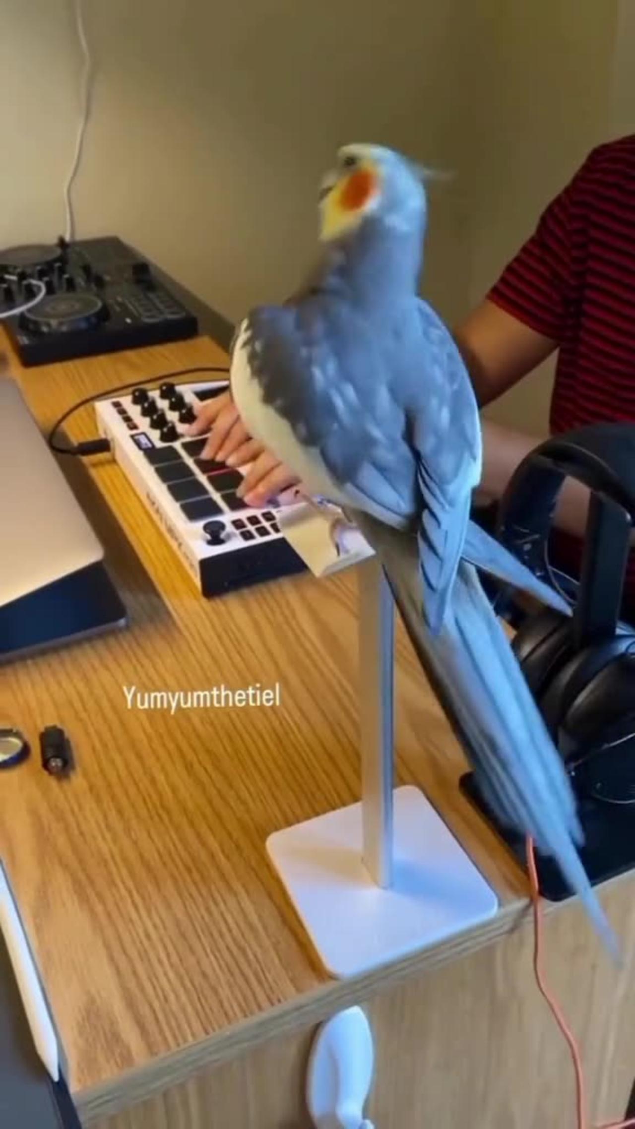 Cute and funny parrot video. - One News Page VIDEO