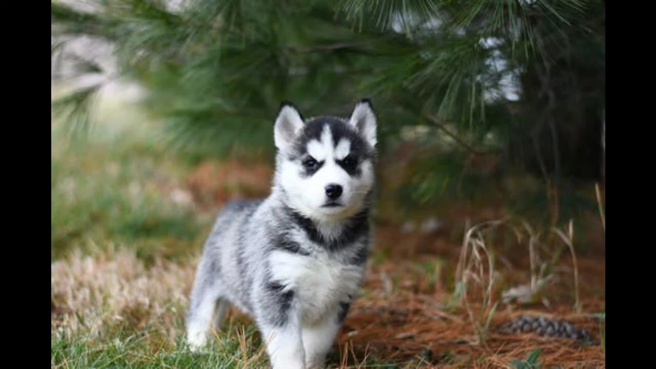 Top 5 Most beautiful dog breeds - One News Page VIDEO