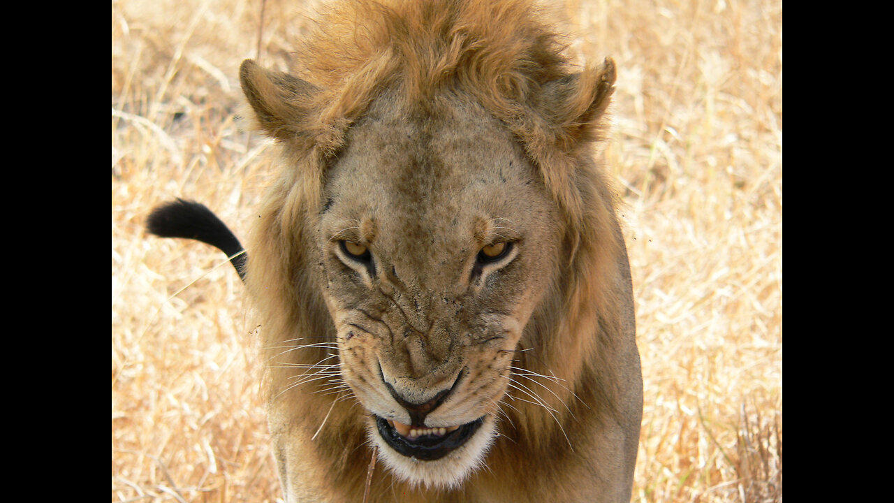 God and Guns 351 - Devil is on the Prowl - One News Page VIDEO