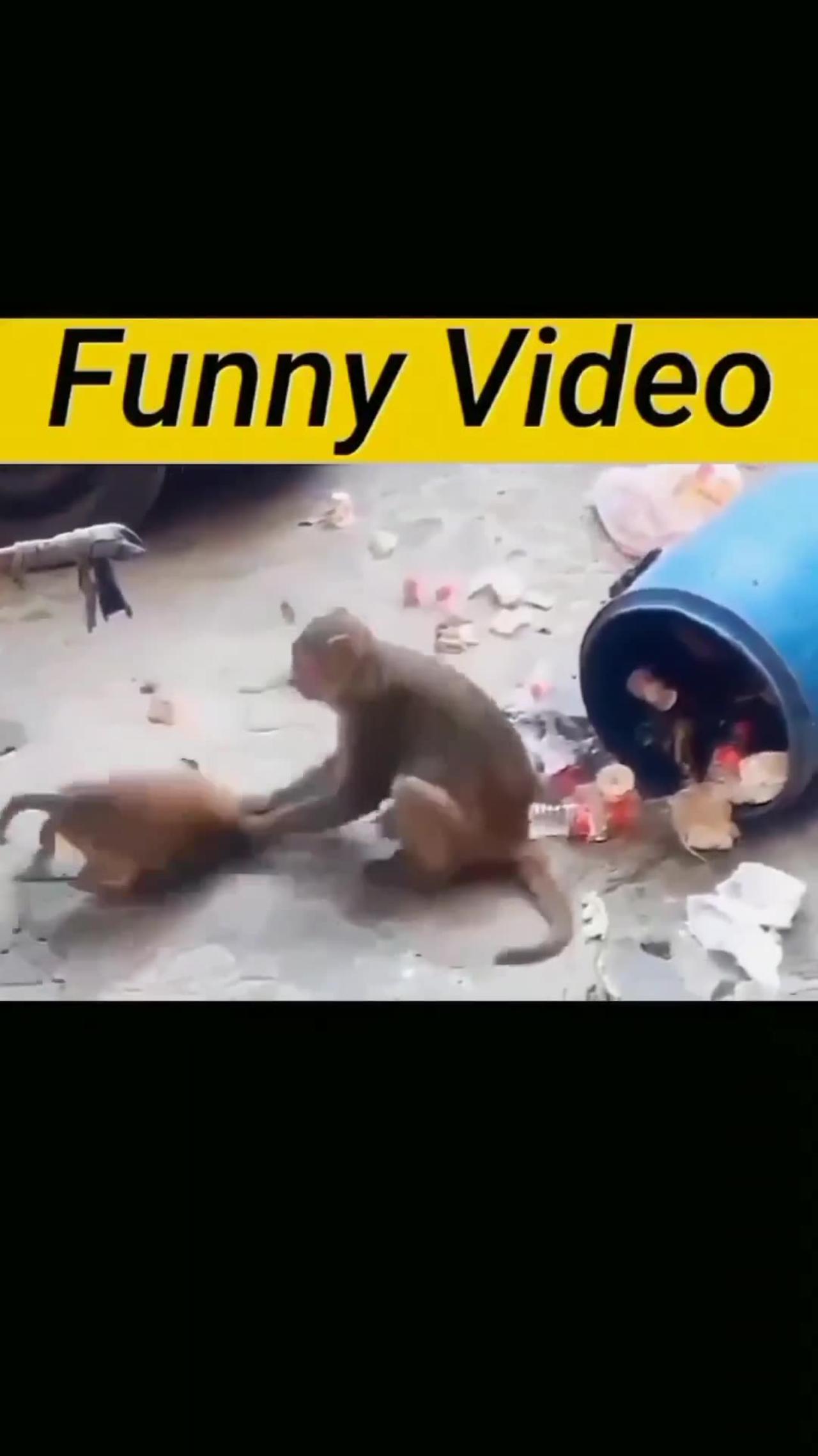 Funny dog - One News Page VIDEO