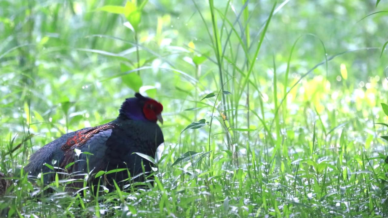How Japanese pheasant sounds like, rare and - One News Page VIDEO