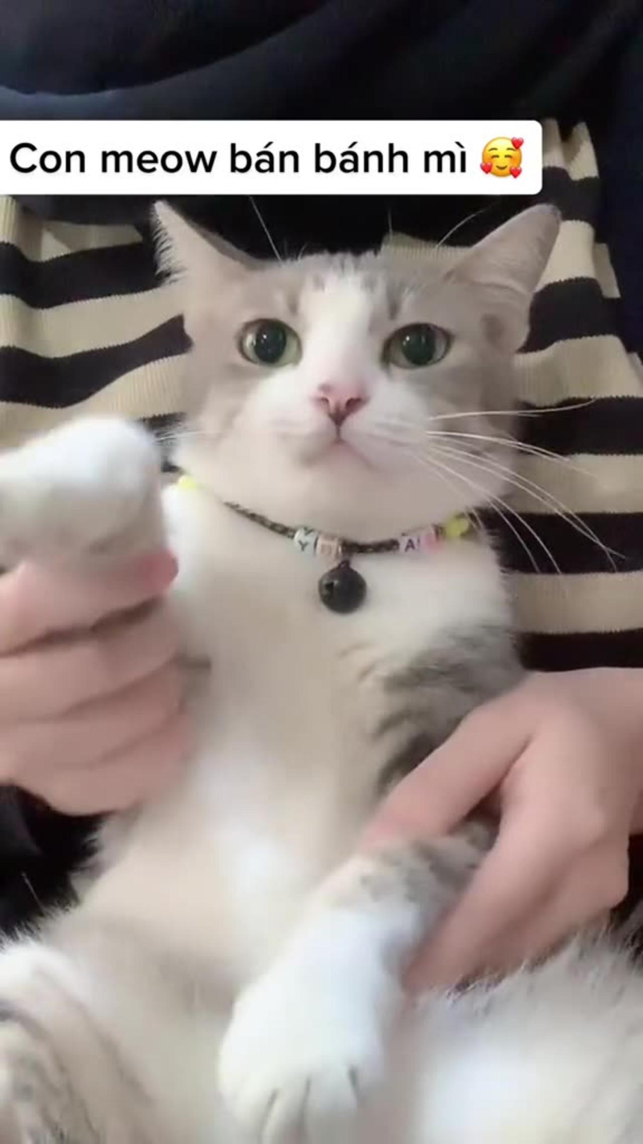 Dance cat dance - One News Page VIDEO