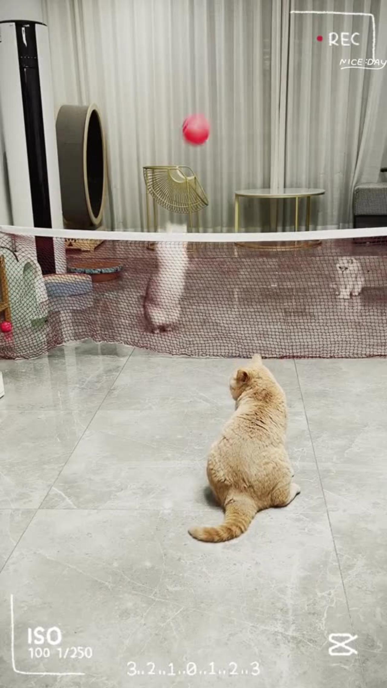 Cat play basketball - One News Page VIDEO
