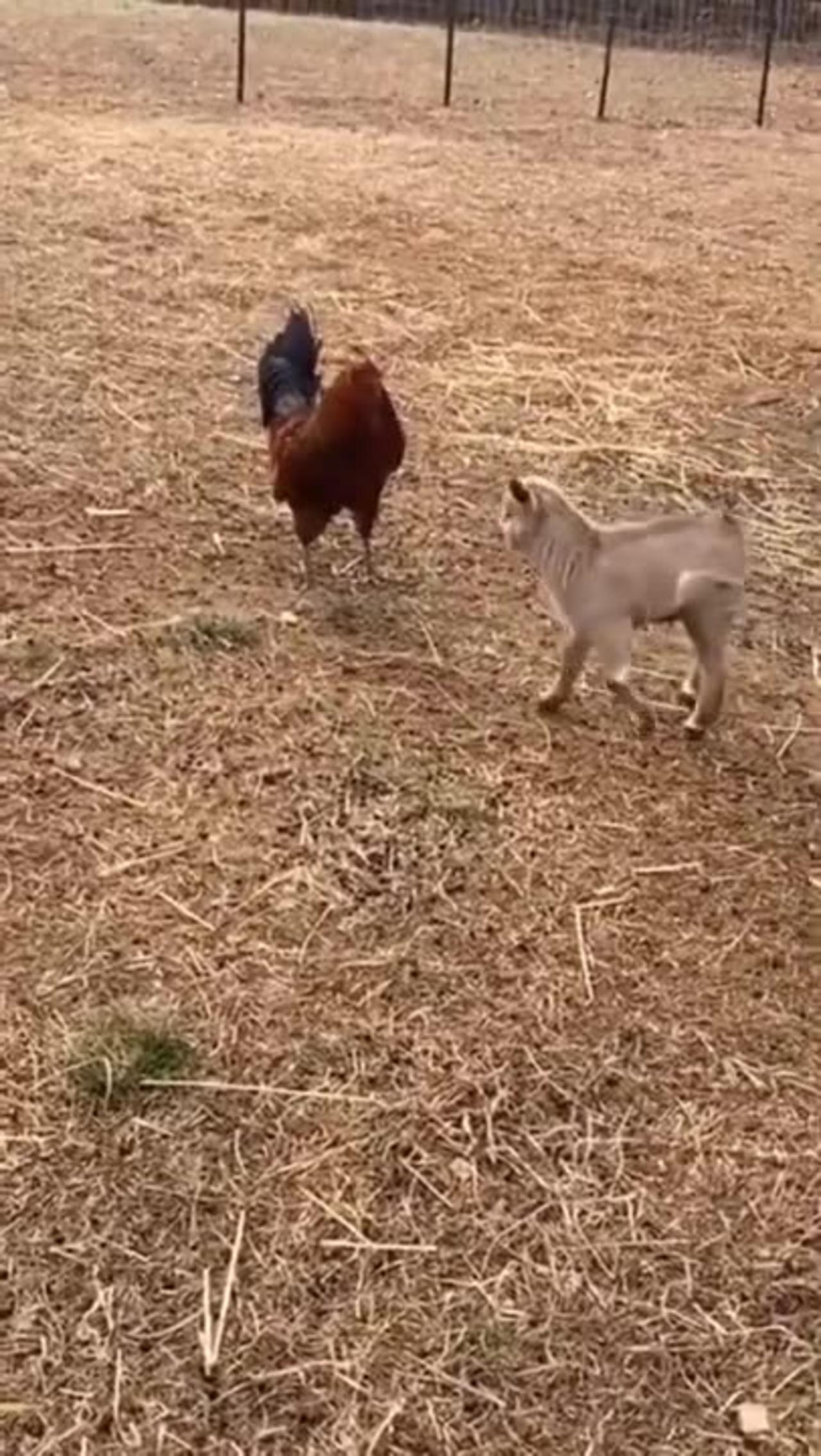 FUNNY FIGHTING OF 🐔 ANIMALS 2023 🐶🐤🤣 - One News Page VIDEO