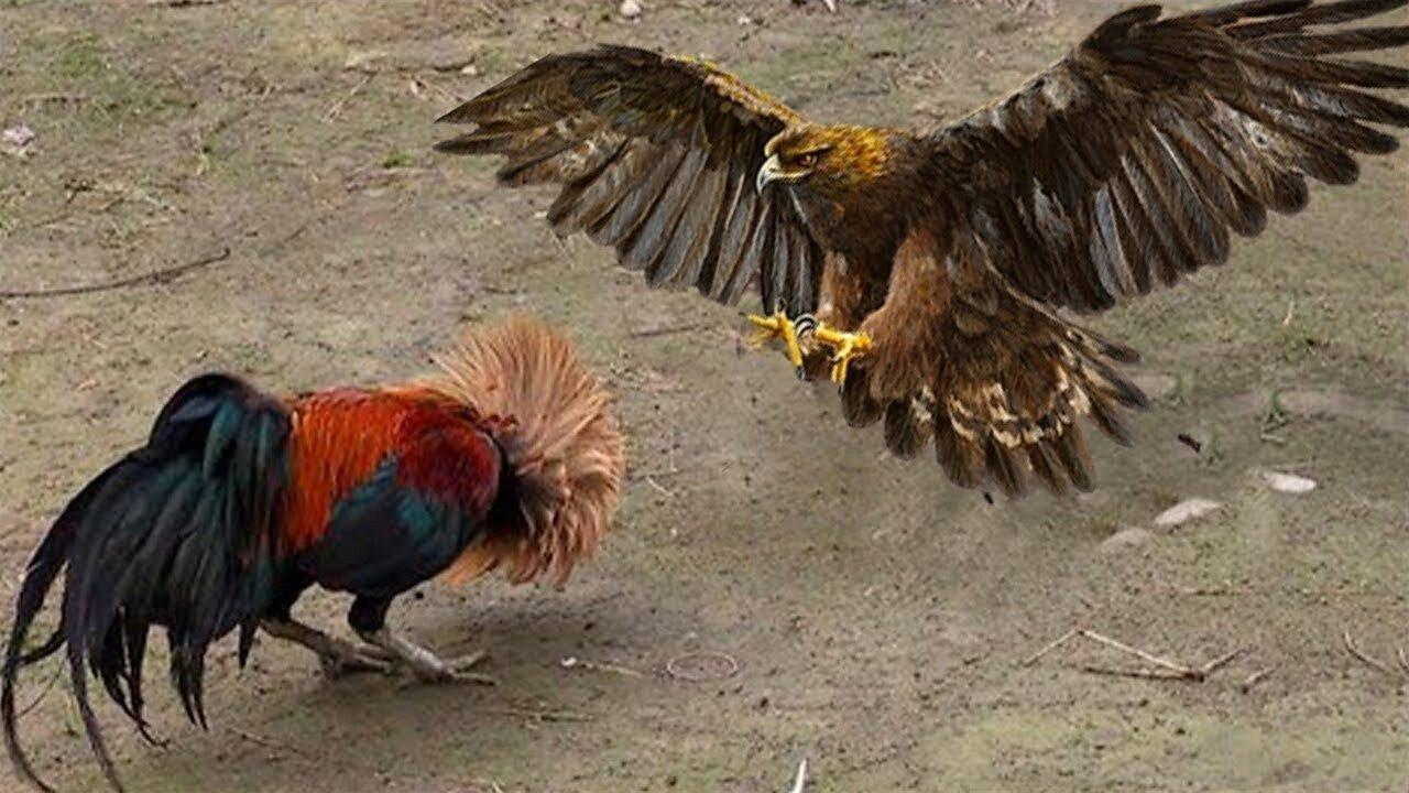 Incredible! Courageous Rooster Confronts Evil - One News Page VIDEO