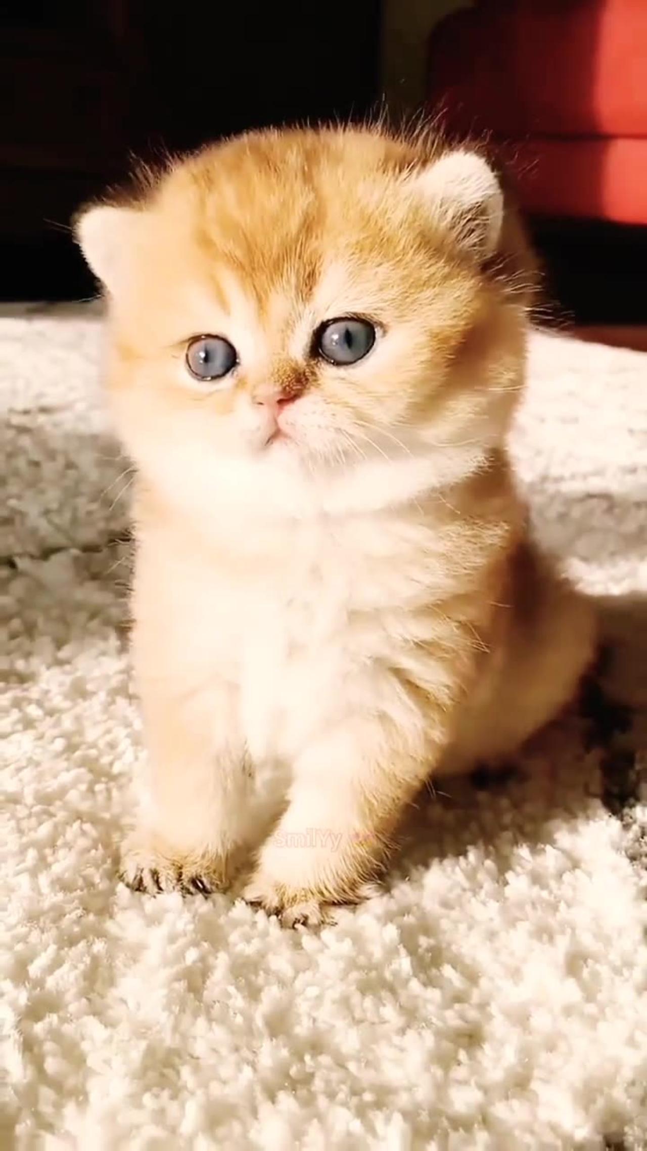 Cute pats - One News Page VIDEO